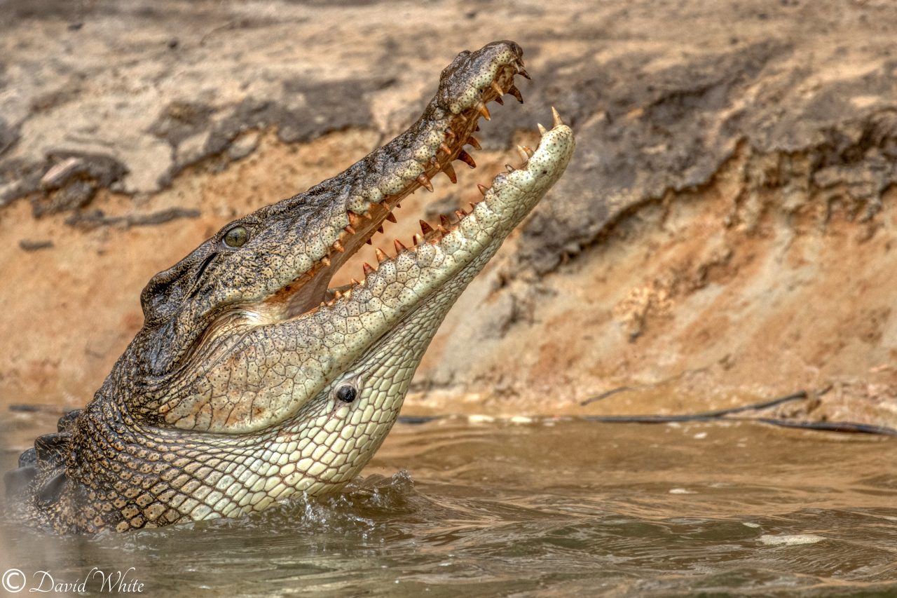 Solar Whisper Daintree River Cruise