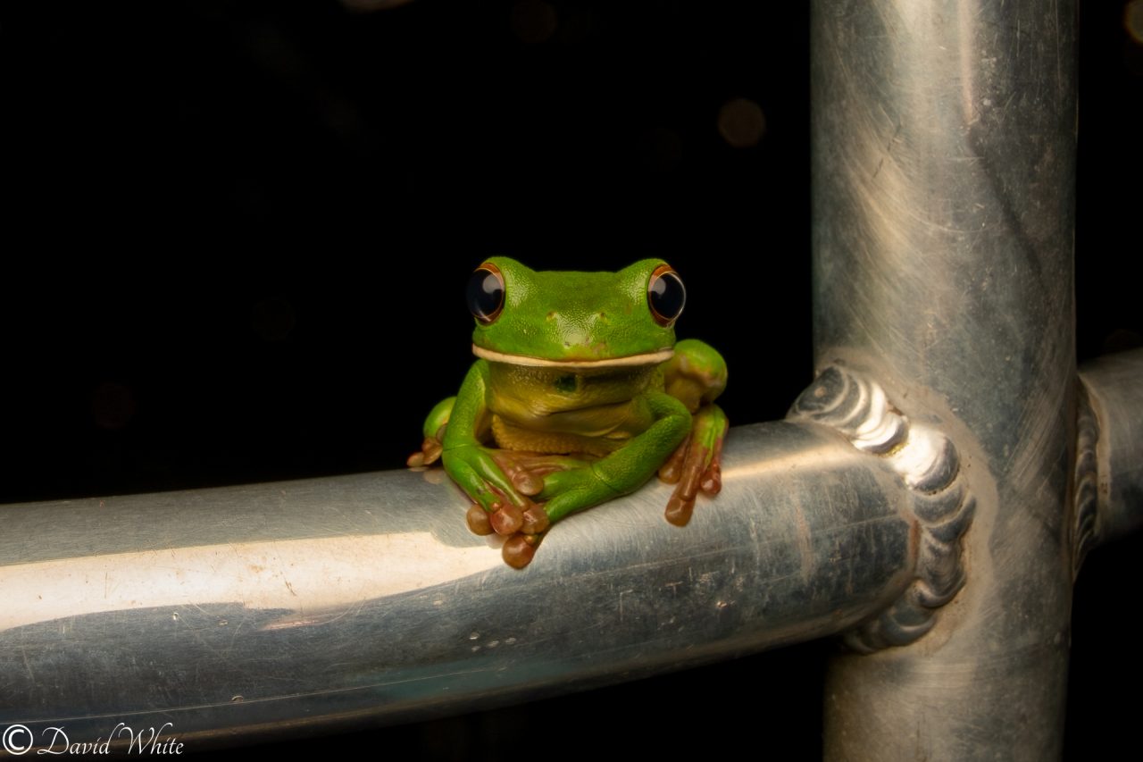 Solar Whisper Daintree River Cruise