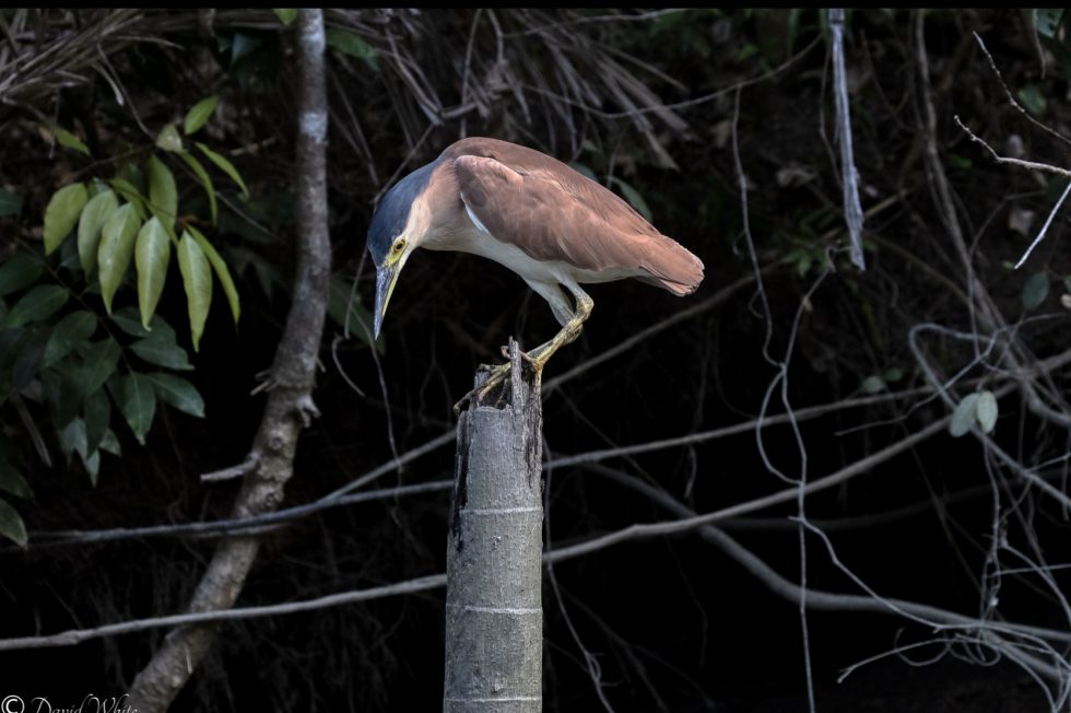 Solar Whisper Daintree River Cruise