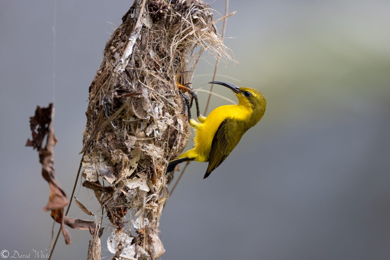 Solar Whisper Daintree River Cruise